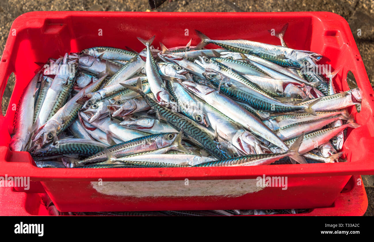 Mackerel fish seafood hi-res stock photography and images - Alamy
