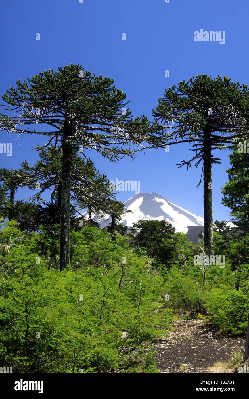 View on snow capped black cone of Volcano Llaima at Conguillio in ...