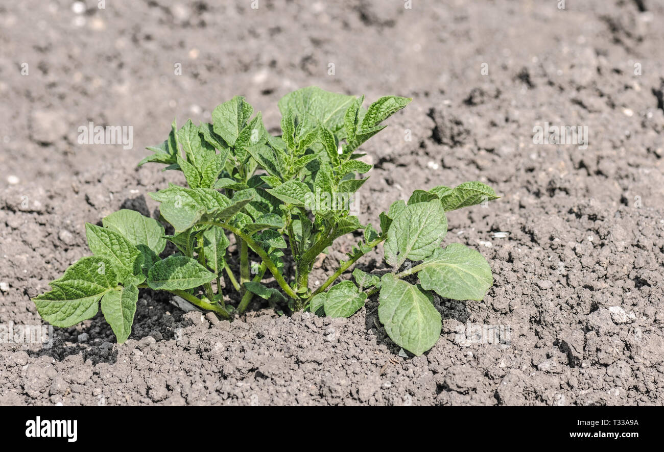 Potato sprouts hi-res stock photography and images - Alamy