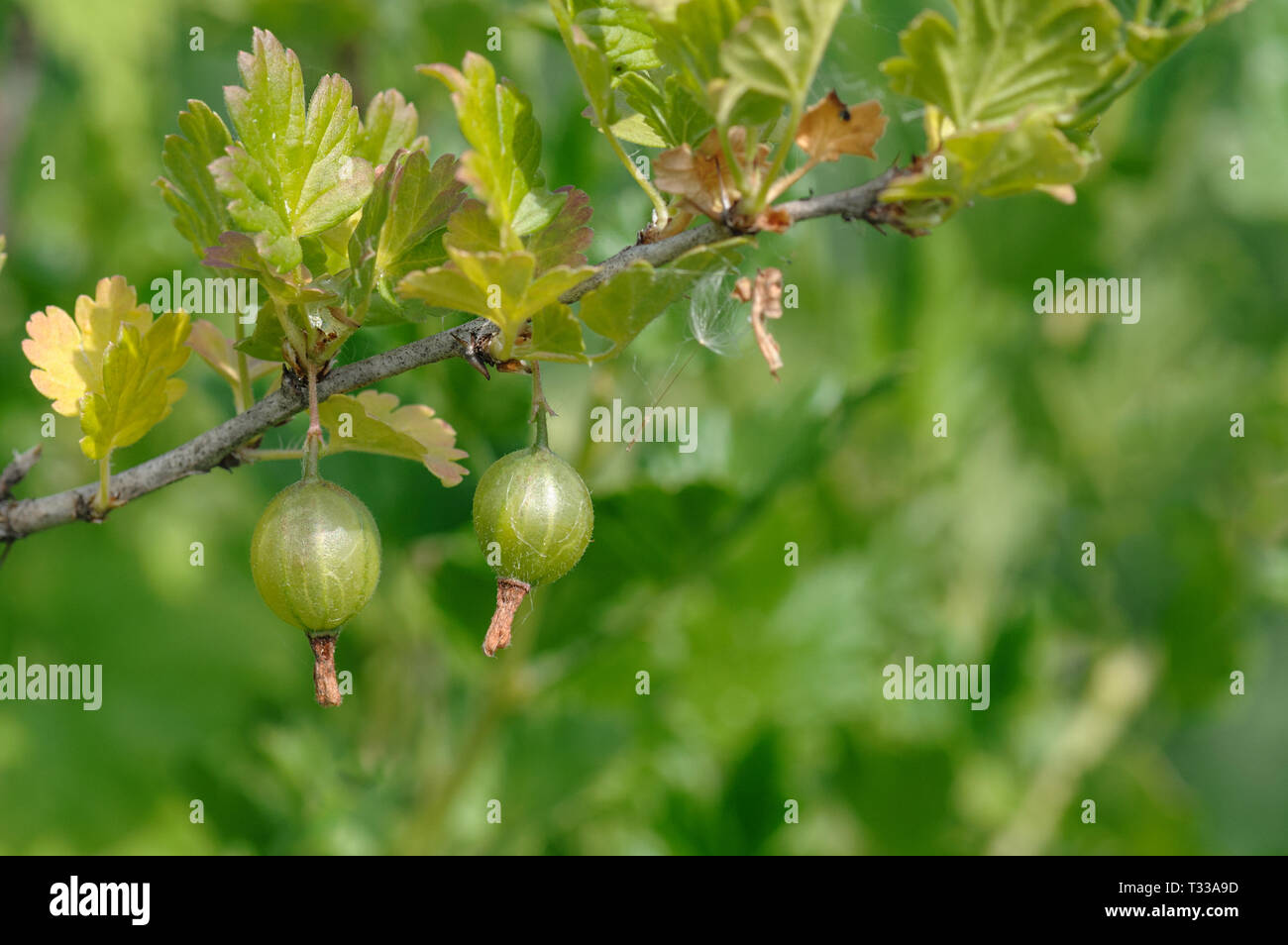 View to fresh green gooseberries on a branch of gooseberry bush in the ...