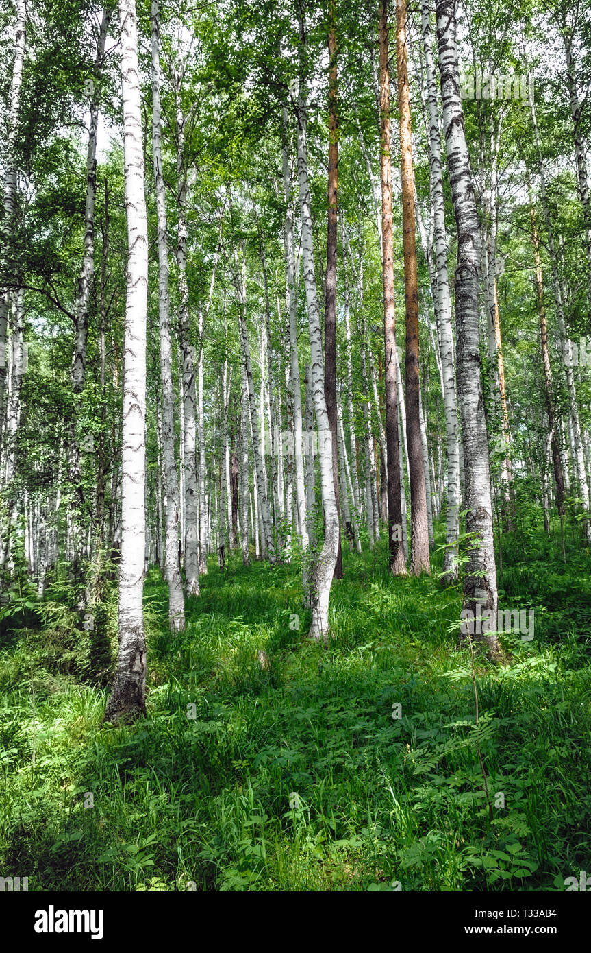 Birch grove hi-res stock photography and images - Alamy