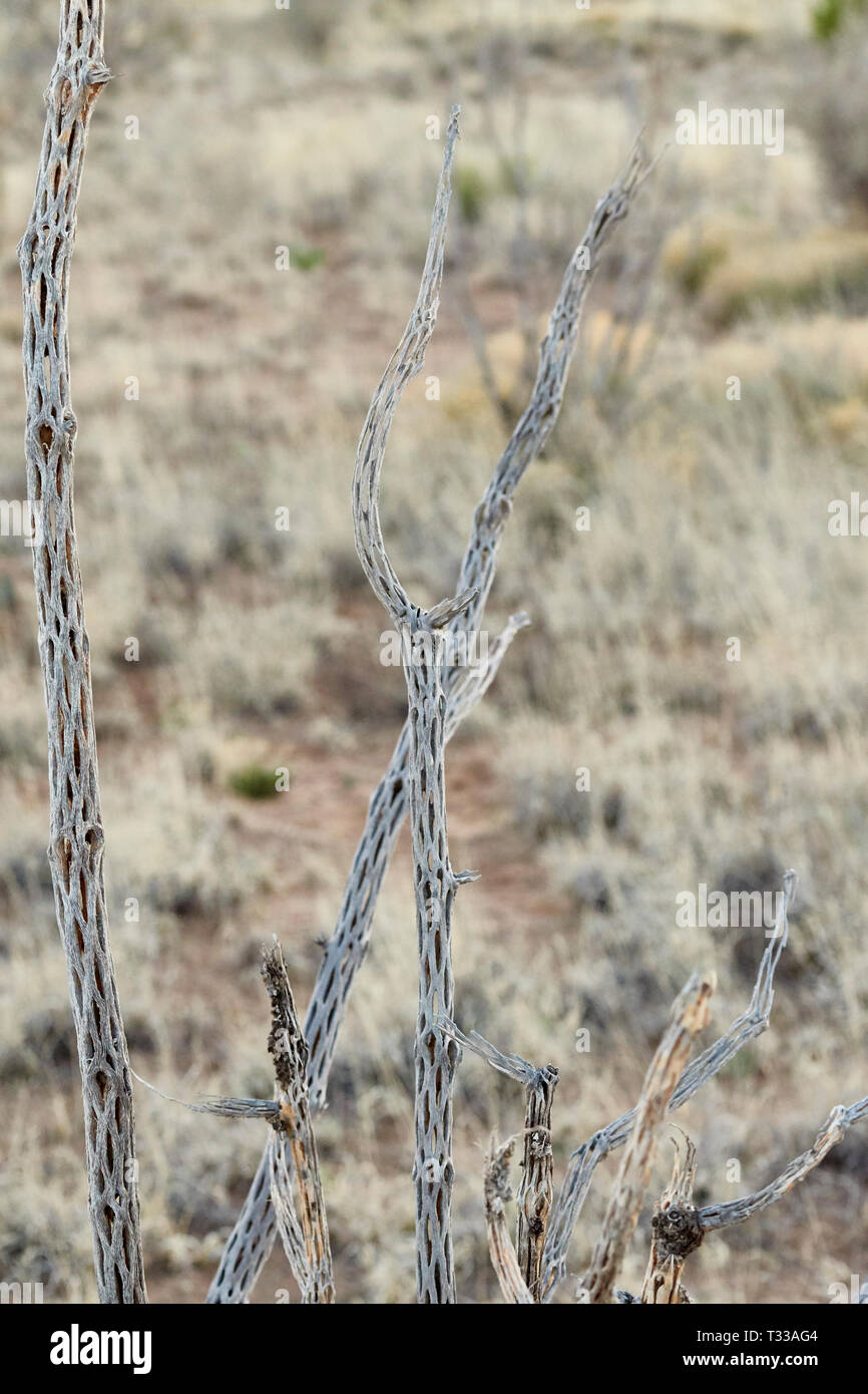 Southwest Dead Cactus Wood Stock Photo - Alamy