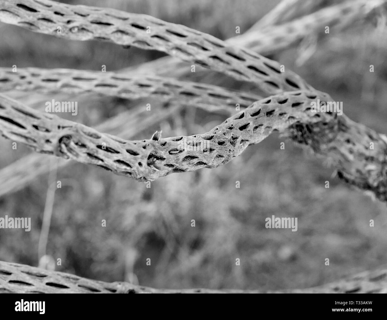Deadwood for texture Black and White Stock Photos & Images - Alamy