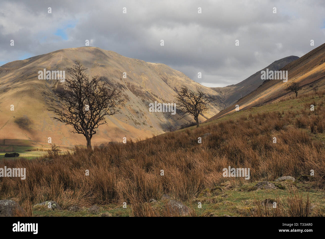 Hawthorn trees hi-res stock photography and images - Alamy