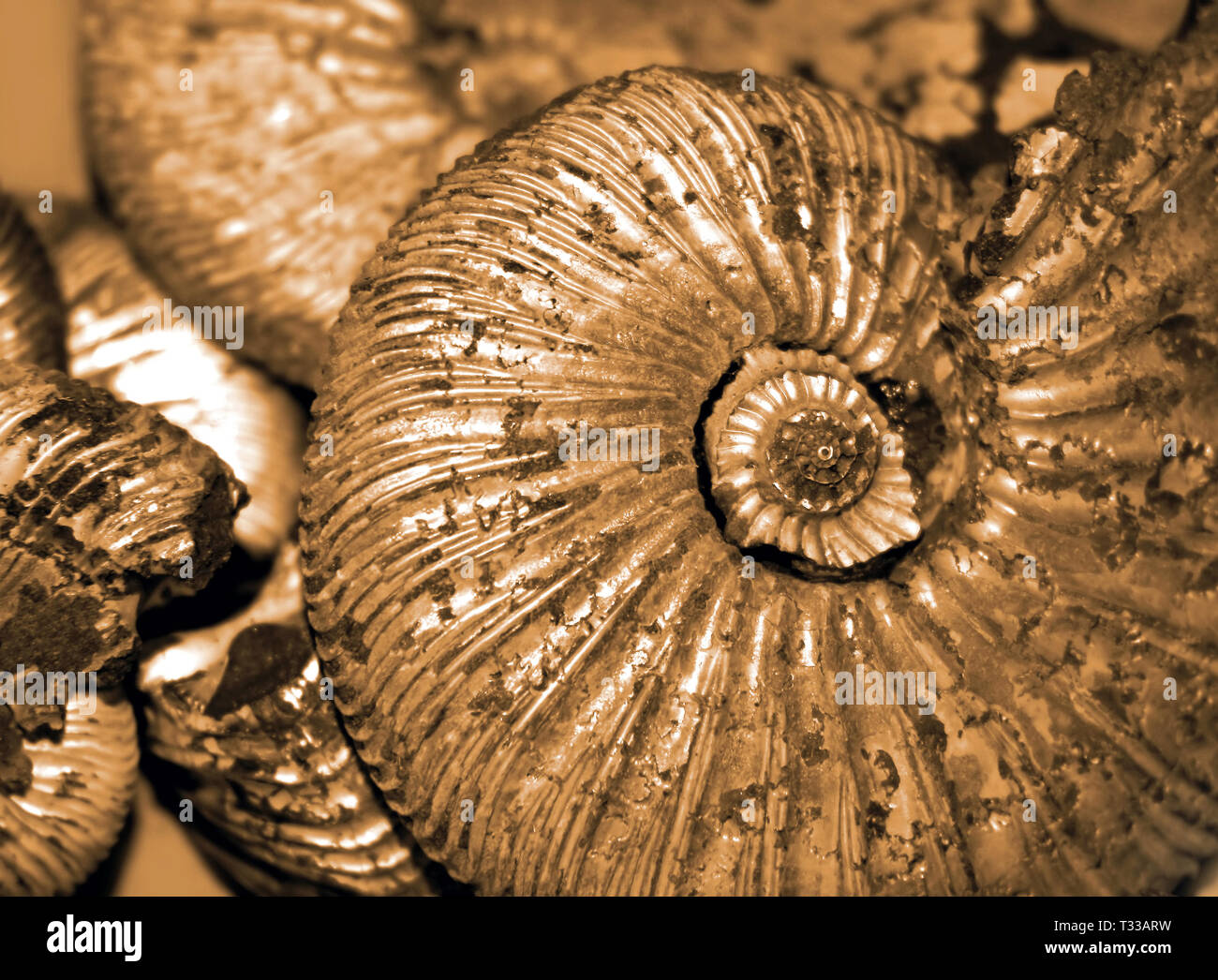 Fossilized ammonites background Stock Photo - Alamy