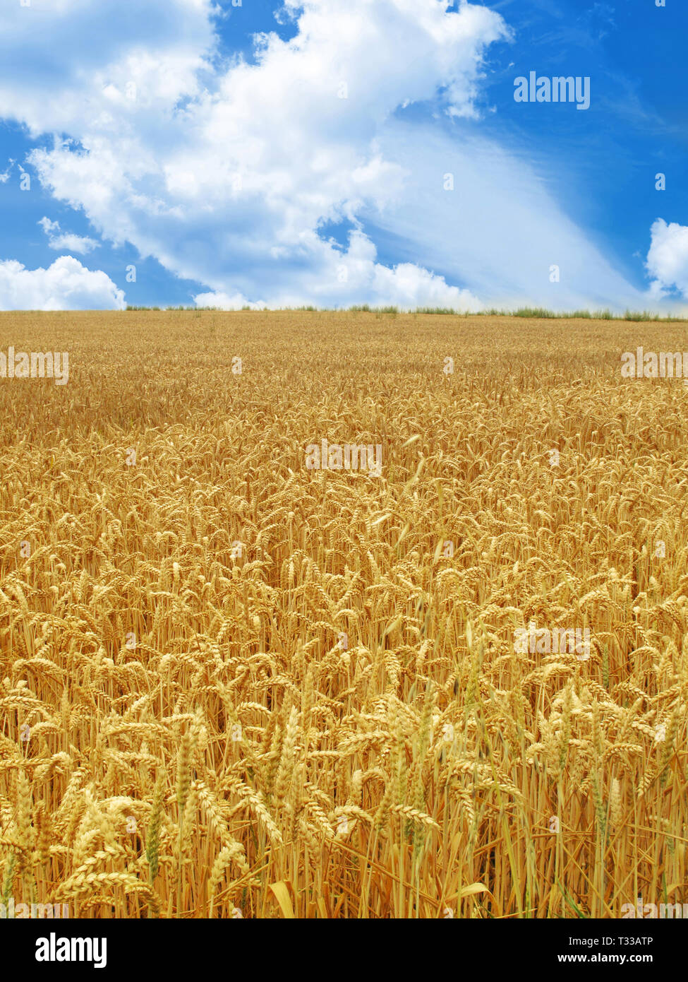 grain field under beautiful sky Stock Photo - Alamy