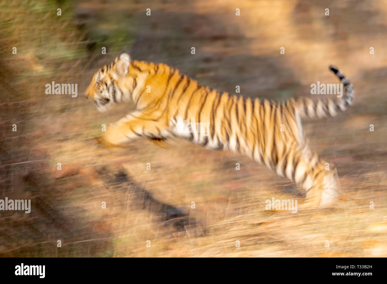 Tiger leap hi-res stock photography and images - Alamy