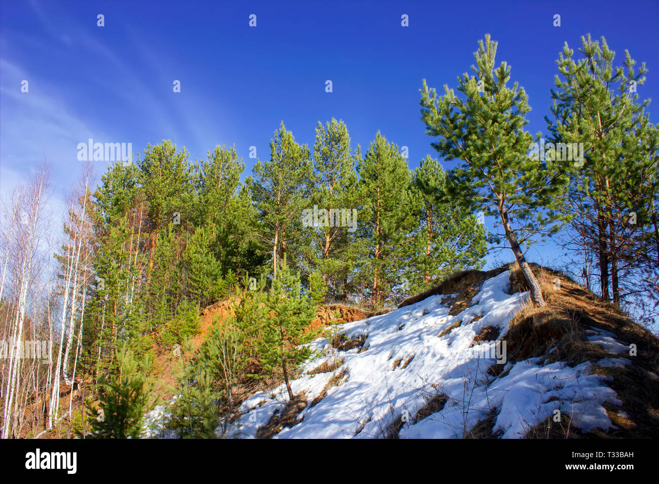 Forest in spring with beautiful bright sun rays Stock Photo - Alamy