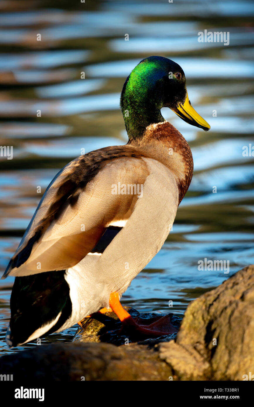 Male mallard near the river, duck with dark green head Stock Photo - Alamy