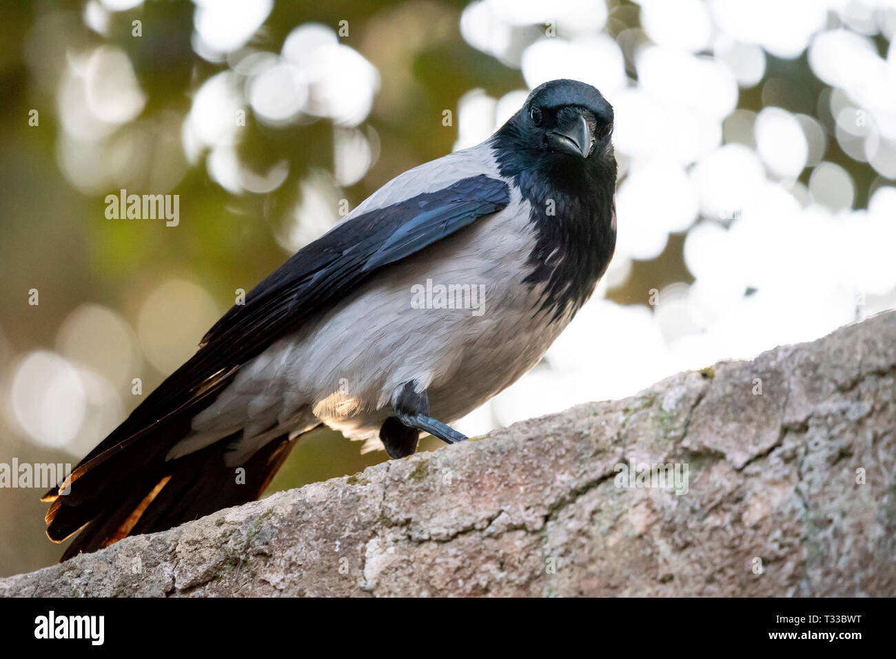 Single crow on a branch Stock Photo - Alamy