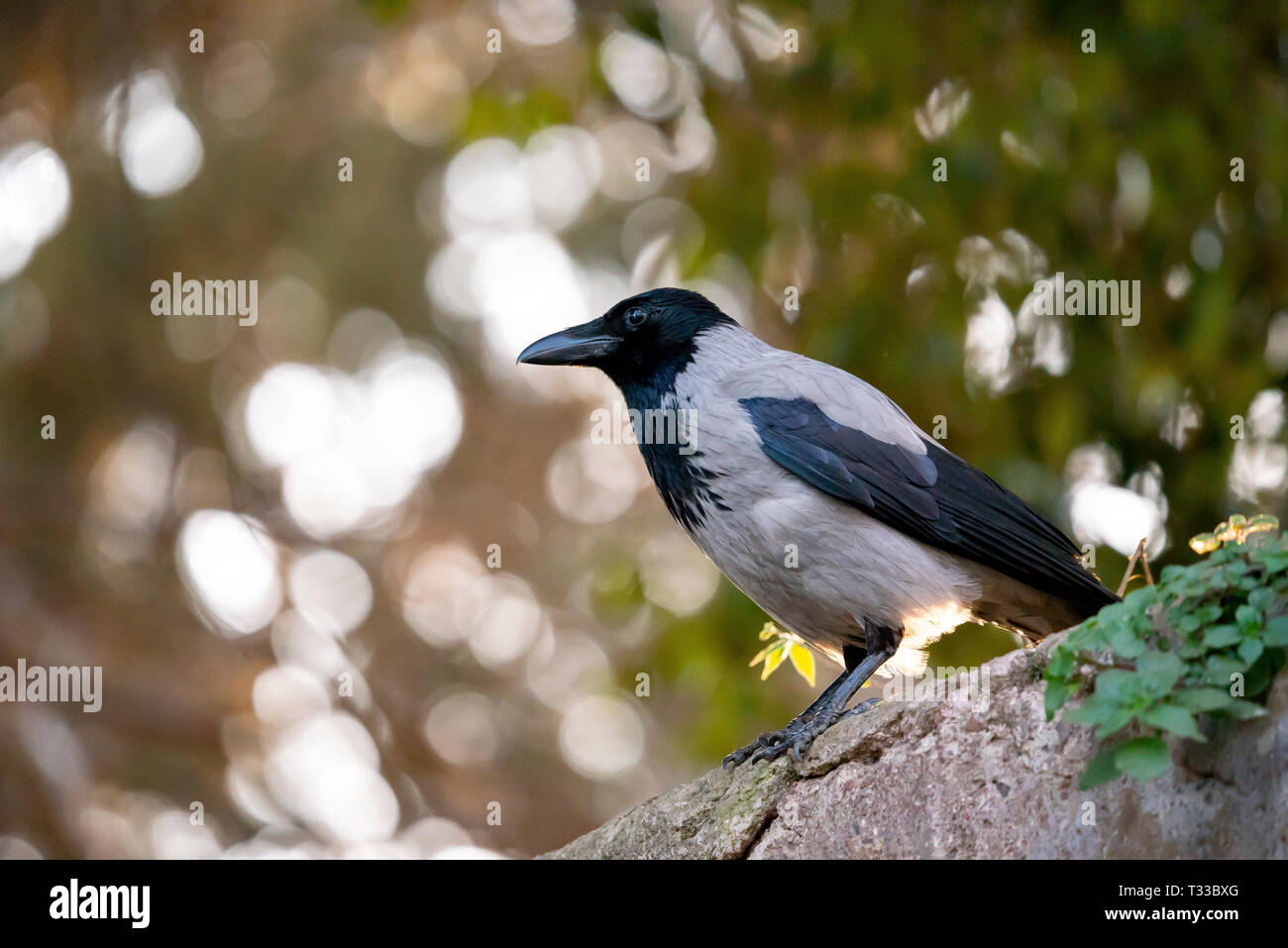 Floating crow hi-res stock photography and images - Alamy