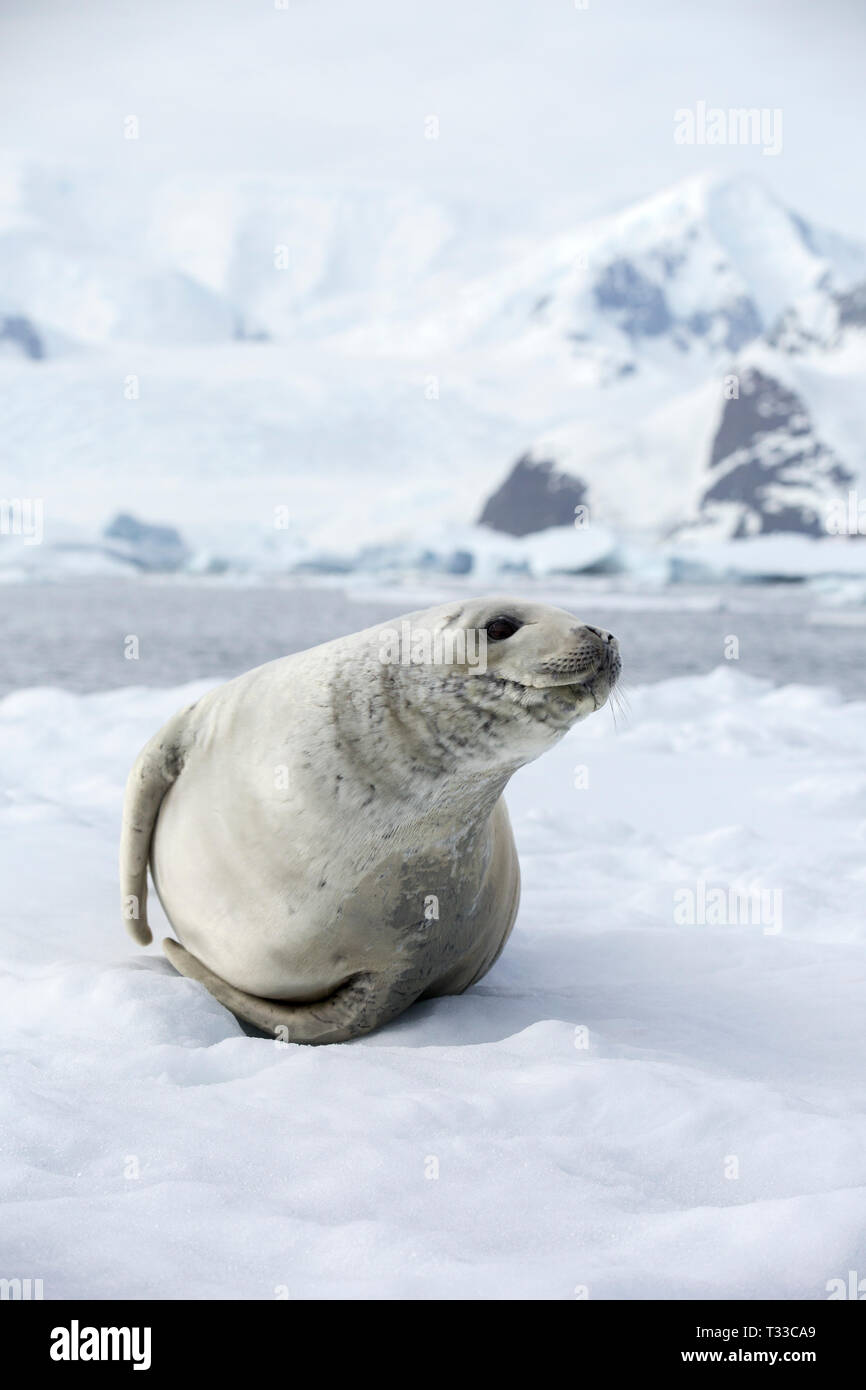 Crabeater Seal, Lobodon carcinophagus in the Lemaire Channel, Graham ...