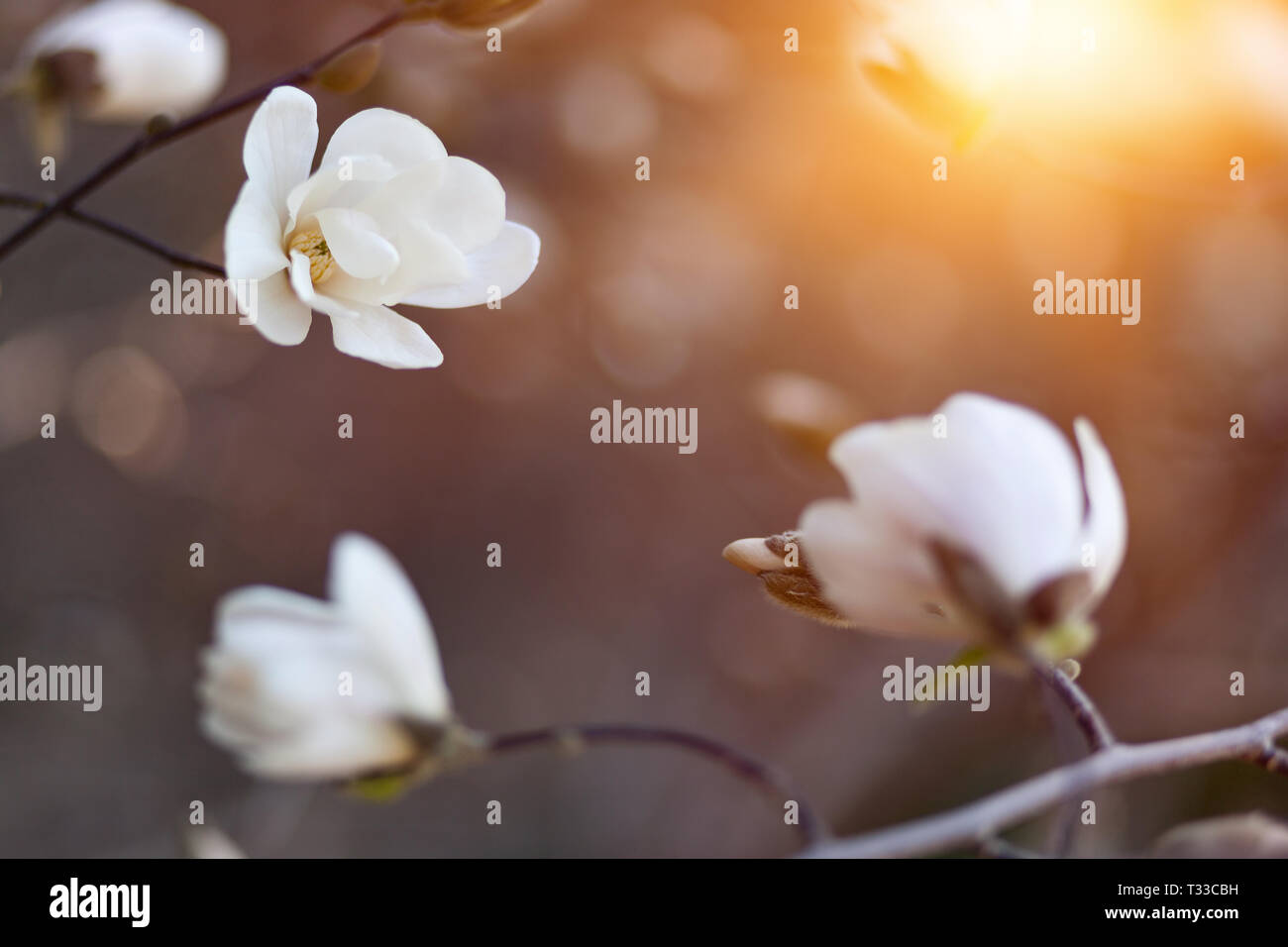 Natural spring flower, blooming beauty flowers, many flowers Stock ...