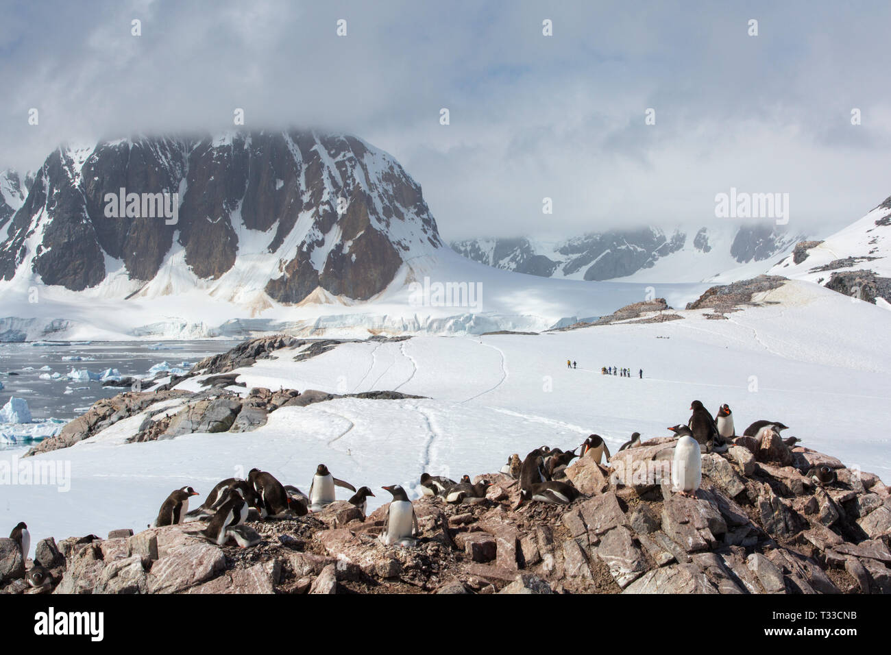 Port Charcot, Wilhelm Archipelago, Antarctic Peninsular with Gentoo ...