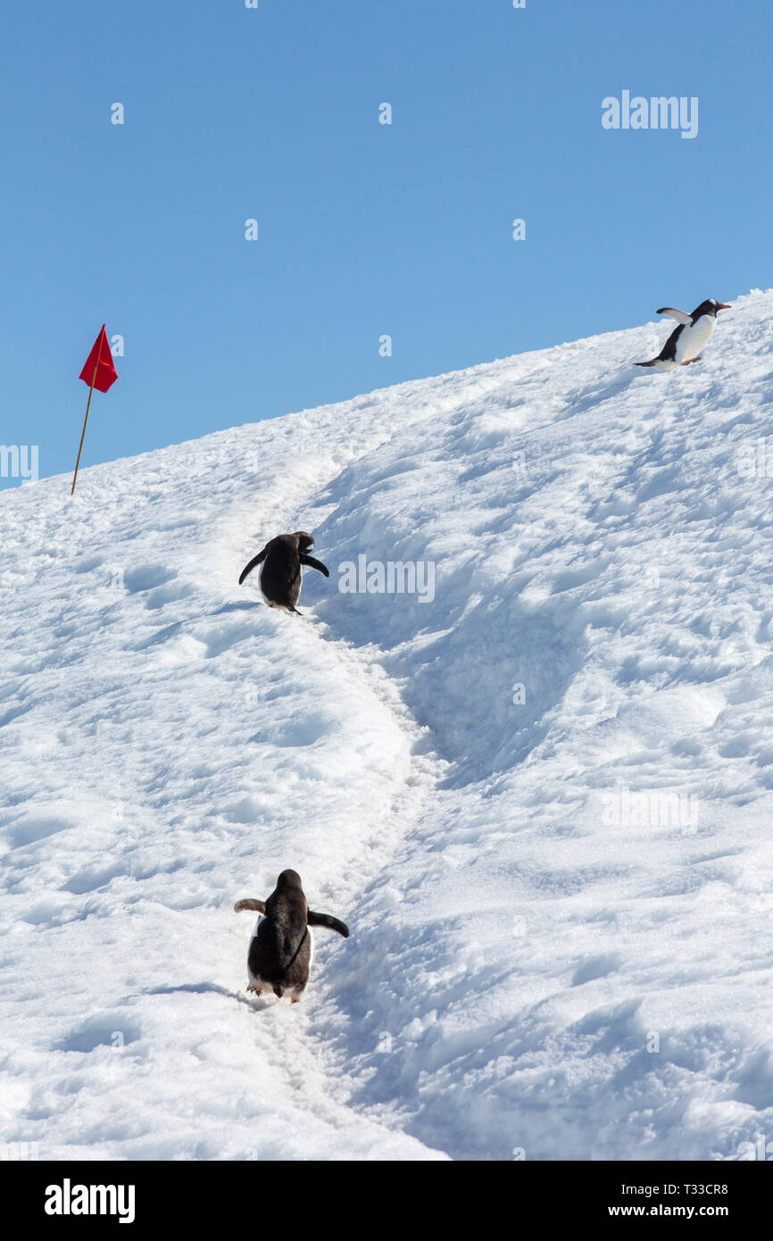 Gentto Penguins using a penguin highway at Port Charcot, Wilhelm ...