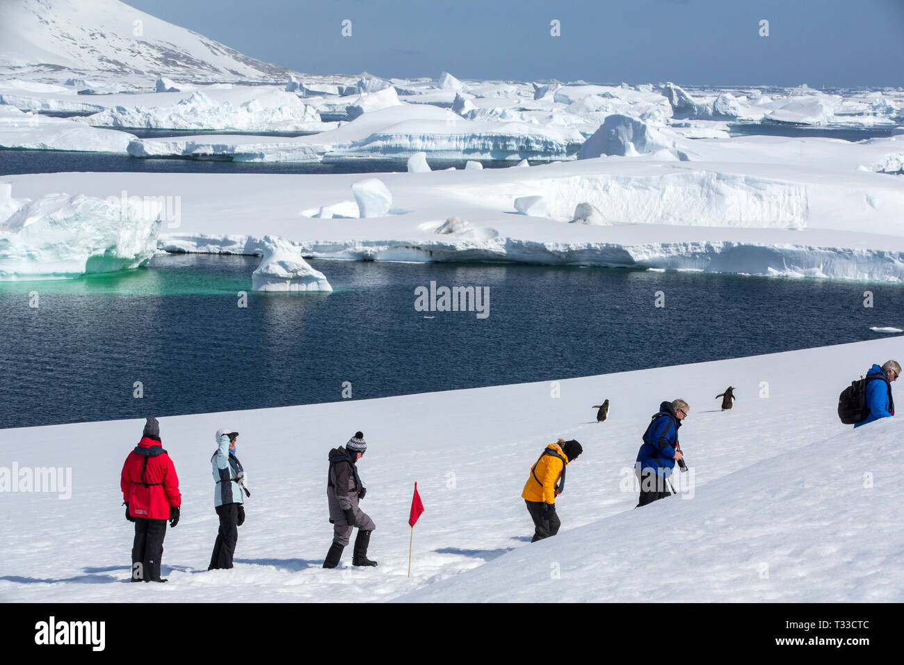 Port Charcot, Wilhelm Archipelago, Antarctic Peninsular with Gentoo ...