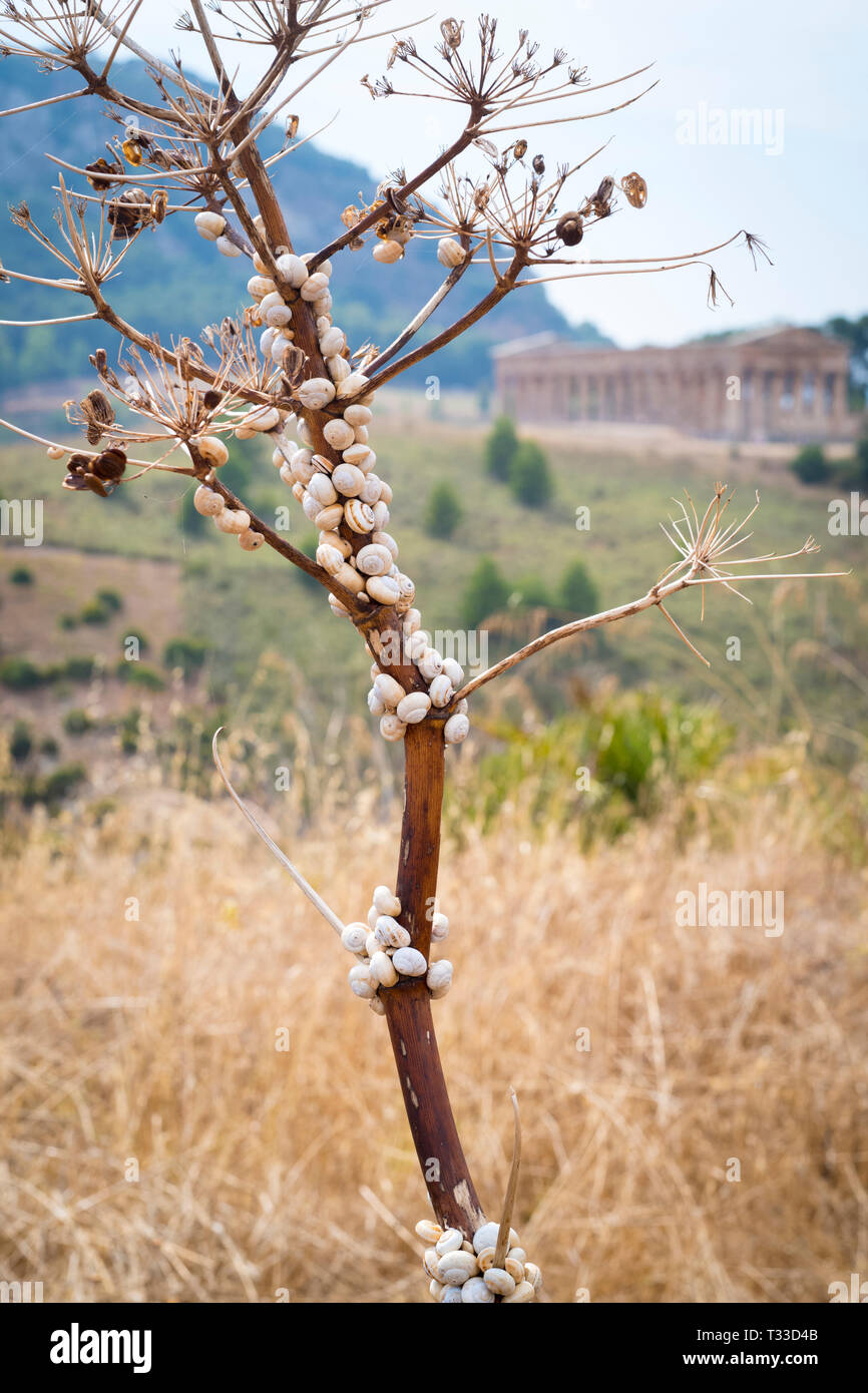 Live white snails clinging to a tree, behind are ancient ruins of ...