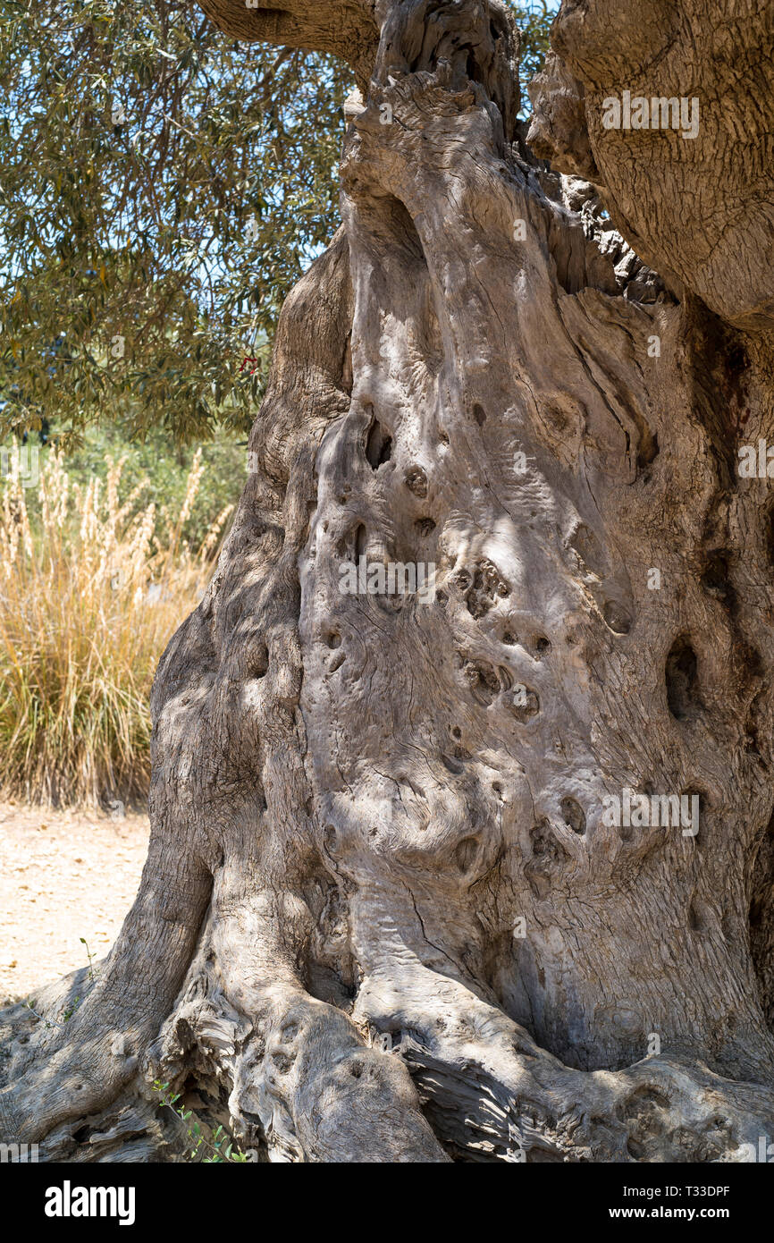 Ancient olive tree hi-res stock photography and images - Alamy