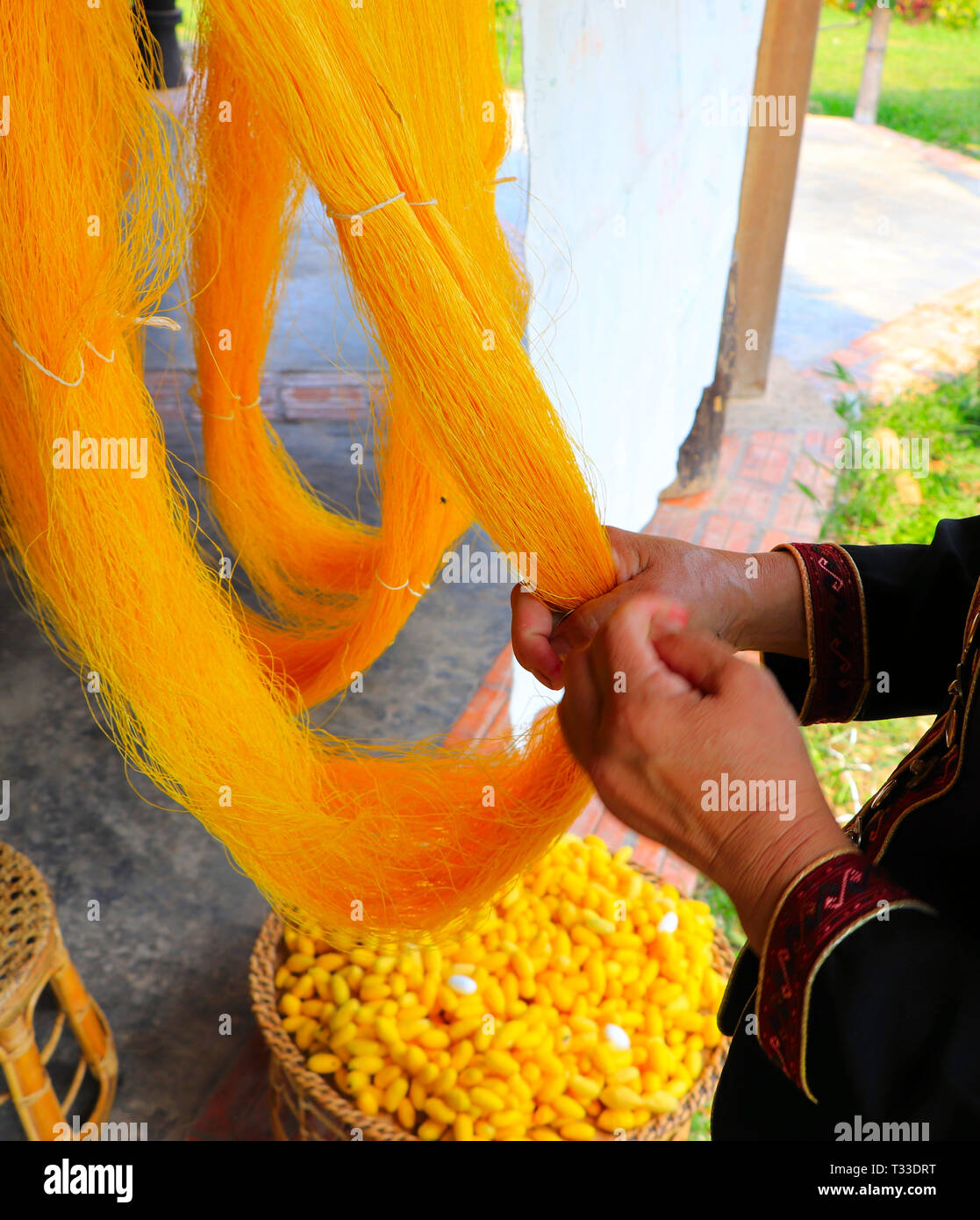 Drying yellow silk yarns after degumming from silk cocoon Stock Photo ...
