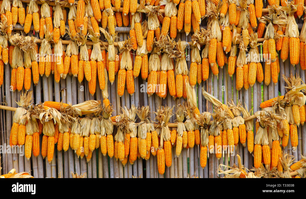 Corns or maizes hanging on bamboo wall as decoration of the outside of ...