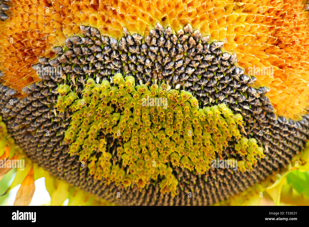 Mammoth leaf hi-res stock photography and images - Alamy