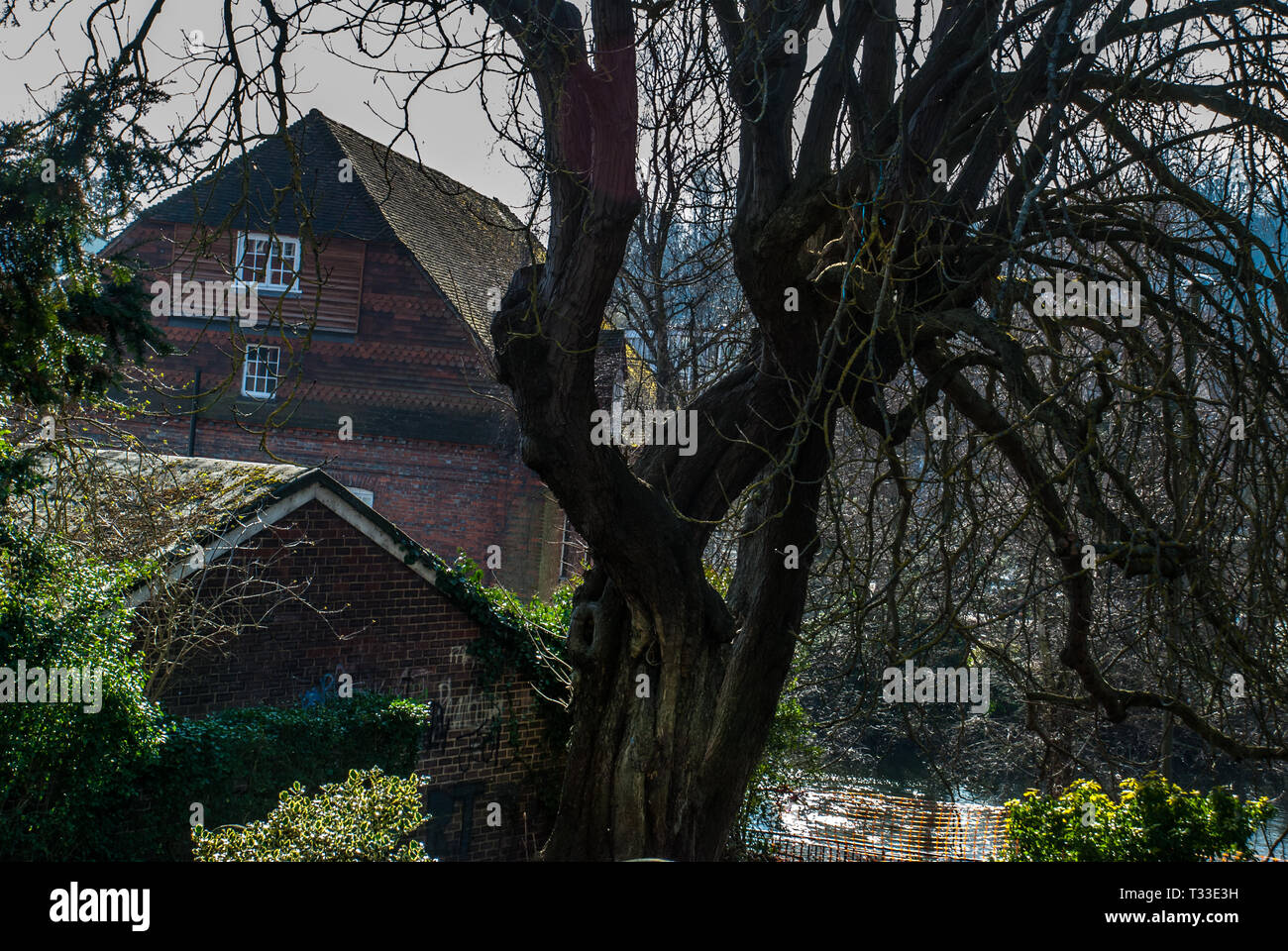 Big trees in the old cemetery in Guildford city Stock Photo - Alamy