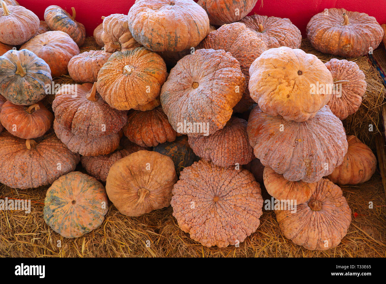 Stacking of pumpkins at the agricultural storage shed - Agricultural ...