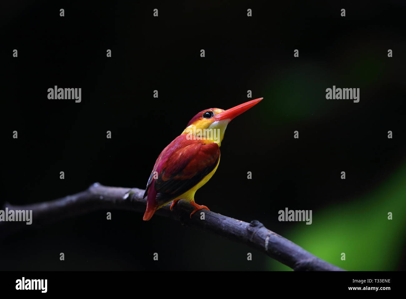 Rufous-backed kingfisher (ceyx rufidorsa) in Malaysia Stock Photo - Alamy