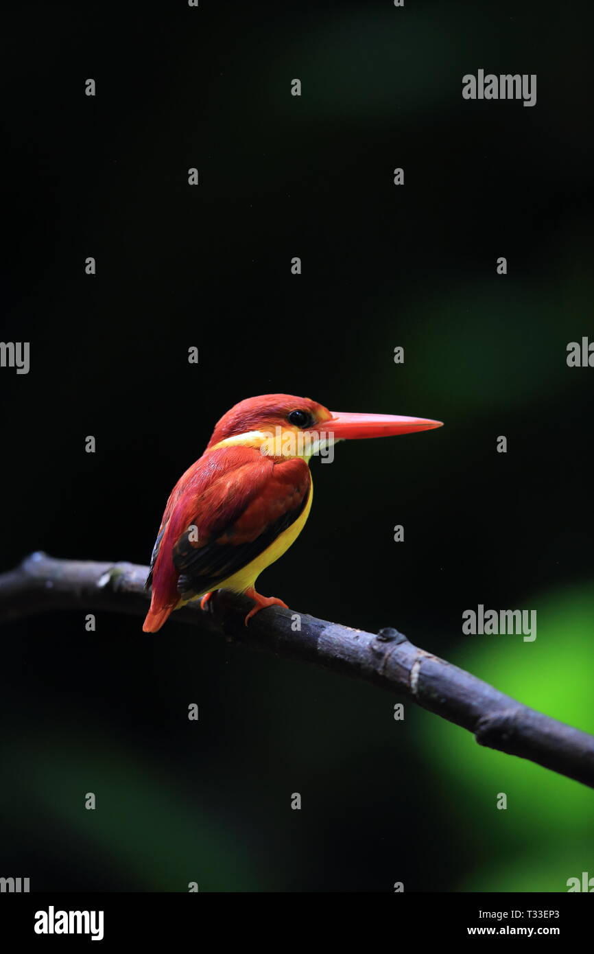 Rufous-backed kingfisher (ceyx rufidorsa) in Malaysia Stock Photo - Alamy