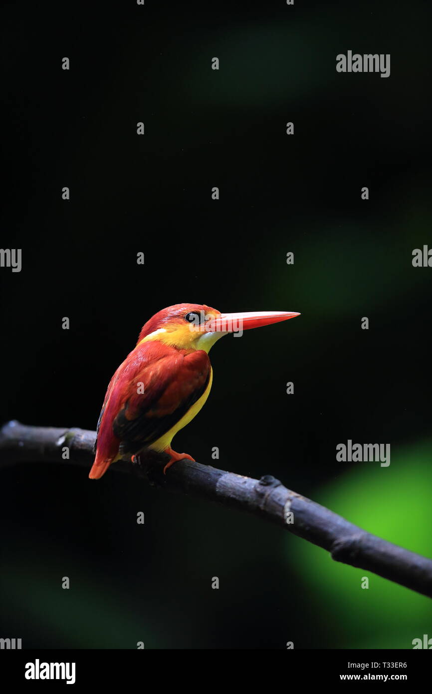 Rufous-backed kingfisher (ceyx rufidorsa) in Malaysia Stock Photo - Alamy
