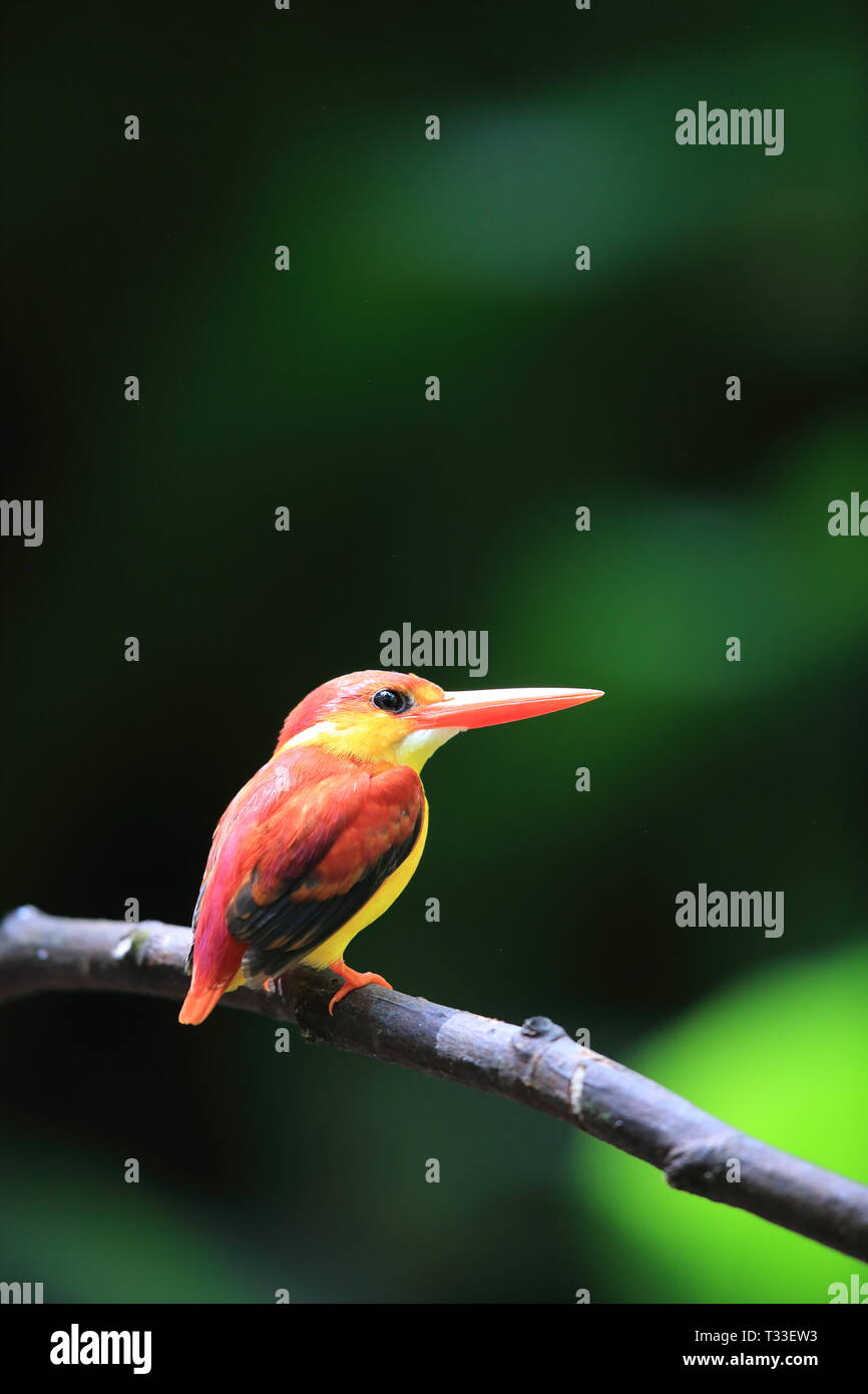 Rufous-backed kingfisher (ceyx rufidorsa) in Malaysia Stock Photo - Alamy