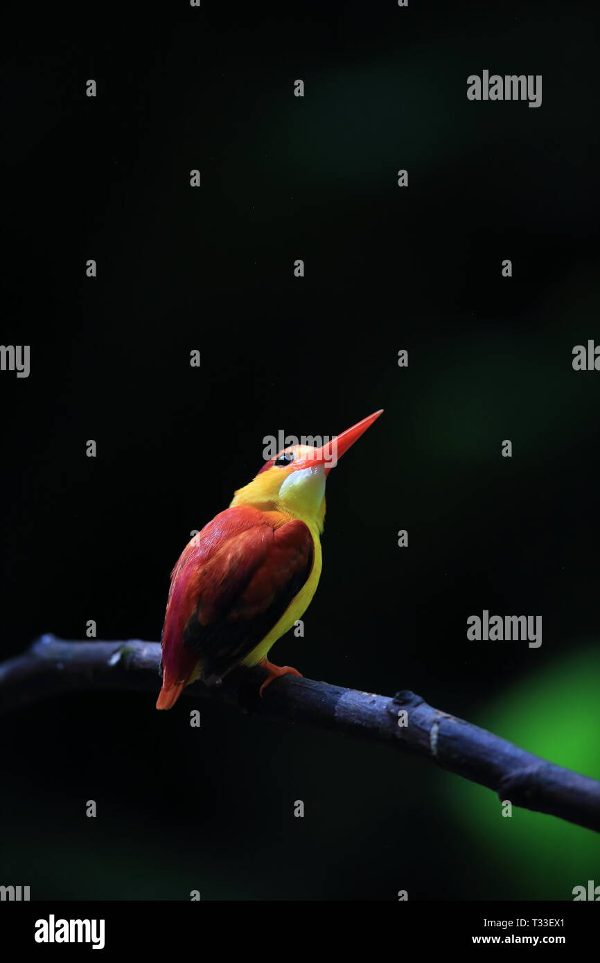 Rufous-backed kingfisher (ceyx rufidorsa) in Malaysia Stock Photo - Alamy
