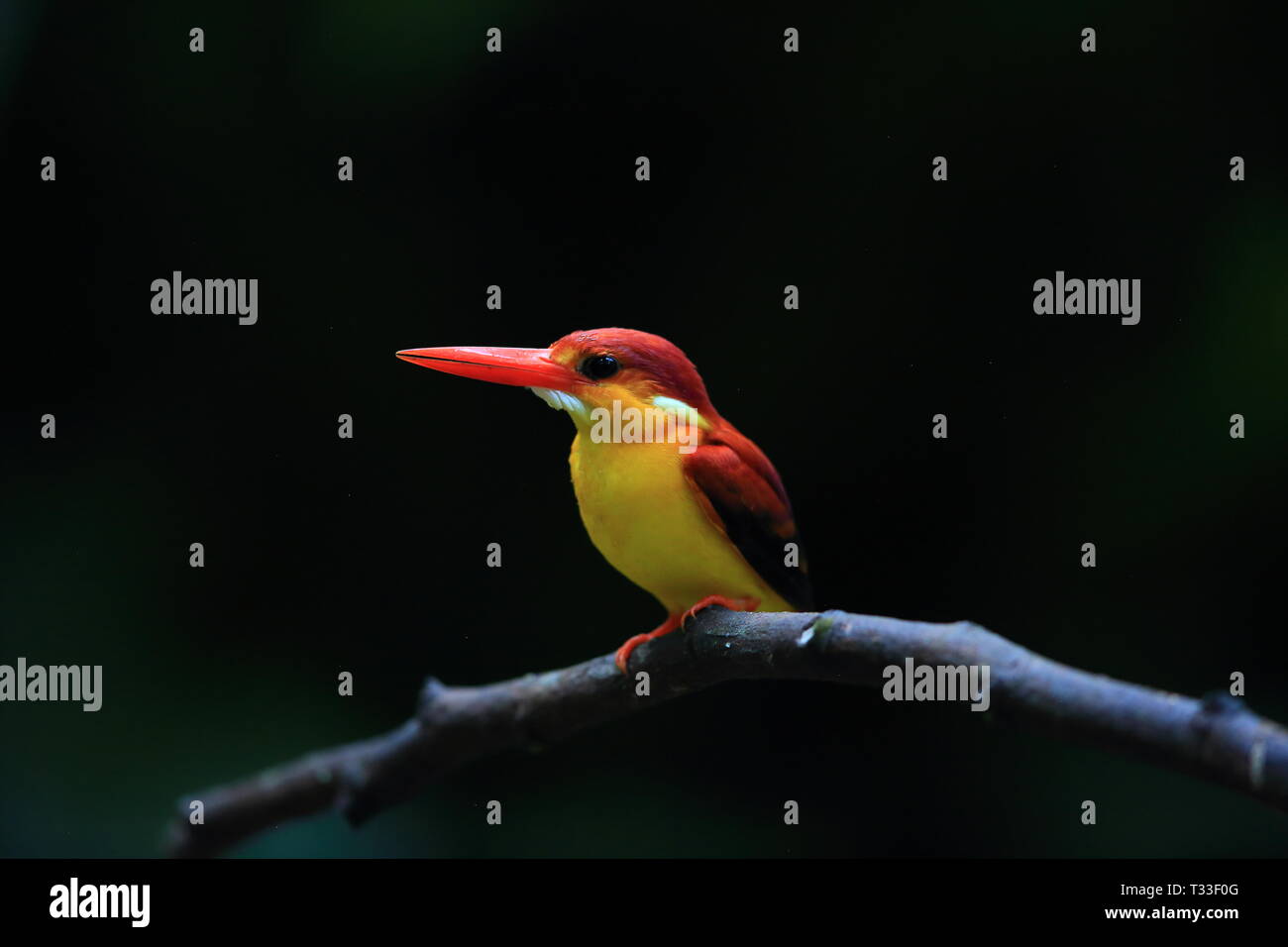Rufous-backed kingfisher (ceyx rufidorsa) in Malaysia Stock Photo - Alamy