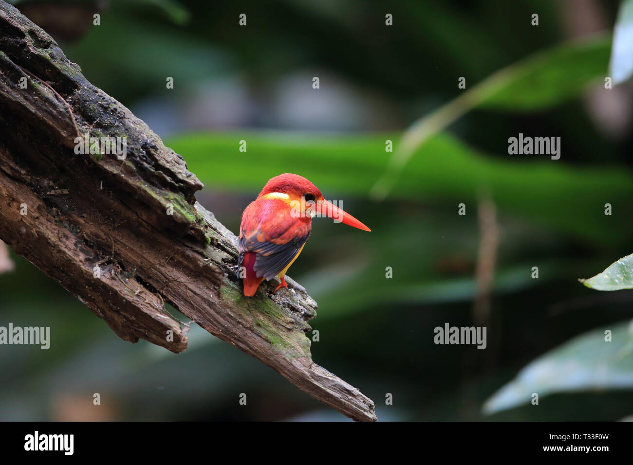 Rufous-backed kingfisher (ceyx rufidorsa) in Malaysia Stock Photo - Alamy