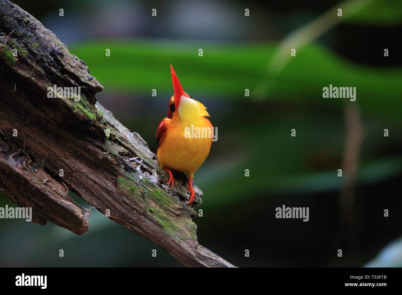 Rufous-backed kingfisher (ceyx rufidorsa) in Malaysia Stock Photo - Alamy