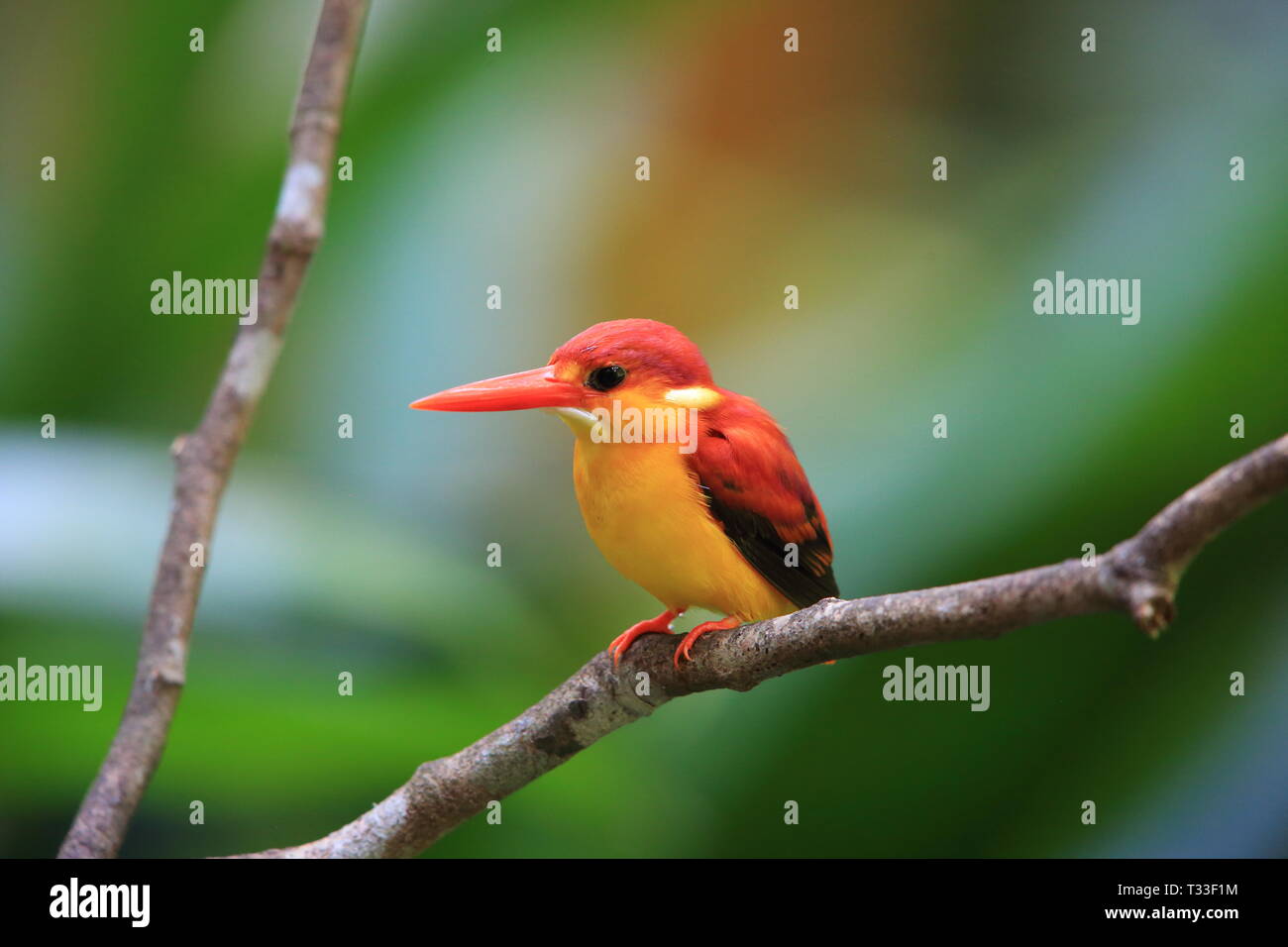 Rufous-backed kingfisher (ceyx rufidorsa) in Malaysia Stock Photo - Alamy