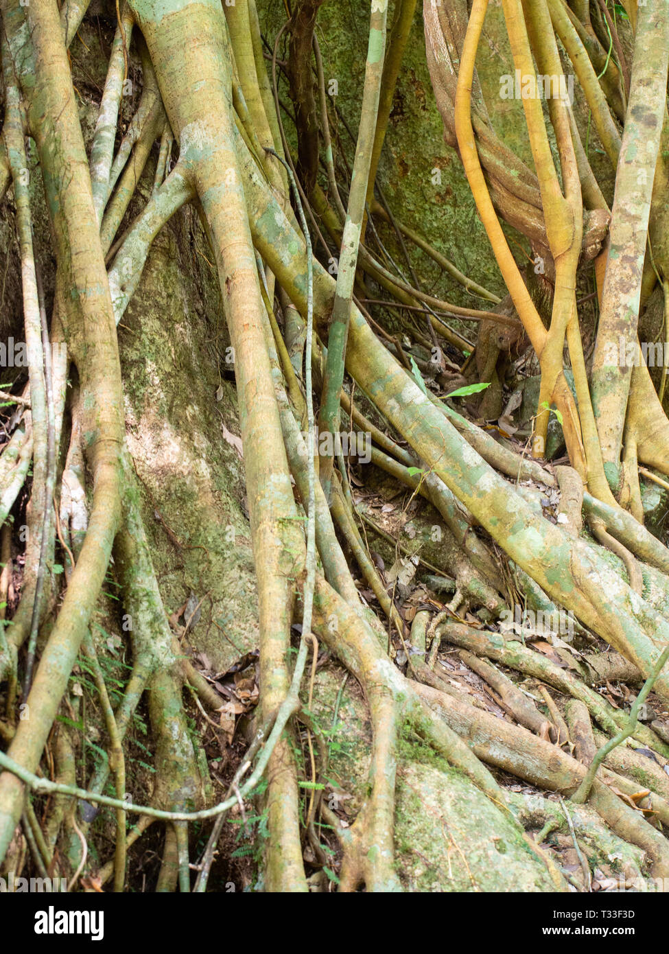 Lots Of Tree Roots Stock Photo - Alamy