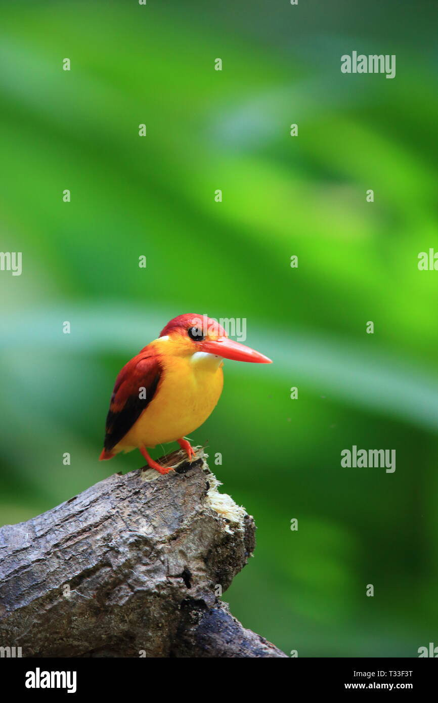 Rufous-backed kingfisher (ceyx rufidorsa) in Malaysia Stock Photo - Alamy
