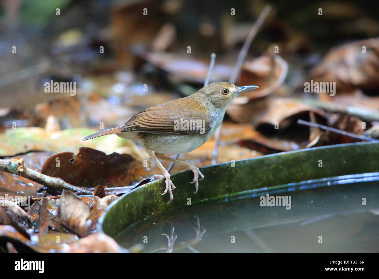 White-chested babbler (Trichastoma rostratum) in Malaysia Stock Photo ...