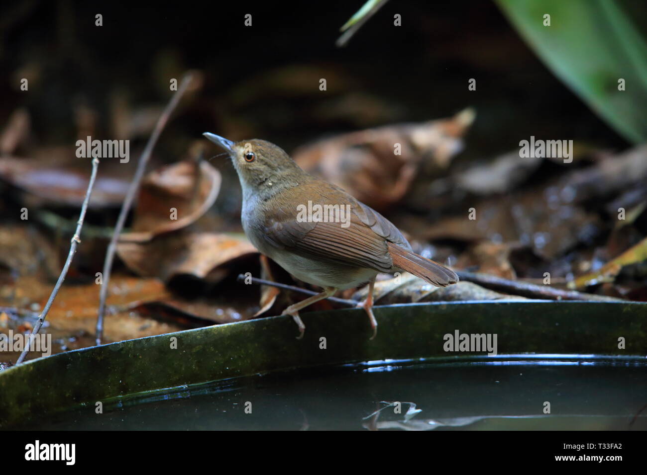 White-chested babbler (Trichastoma rostratum) in Malaysia Stock Photo ...
