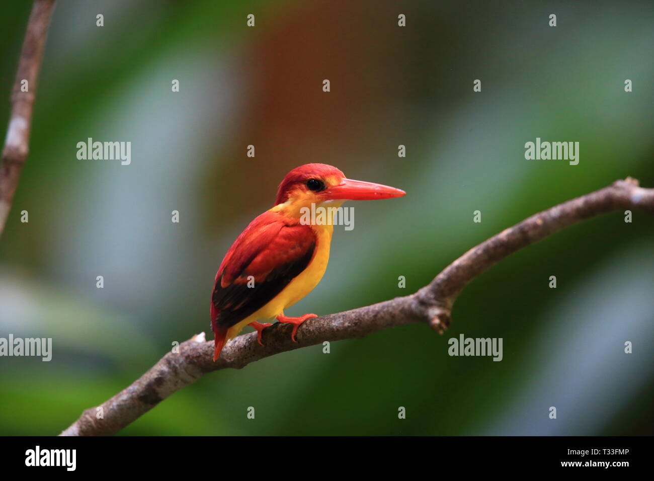 Rufous-backed kingfisher (ceyx rufidorsa) in Malaysia Stock Photo - Alamy