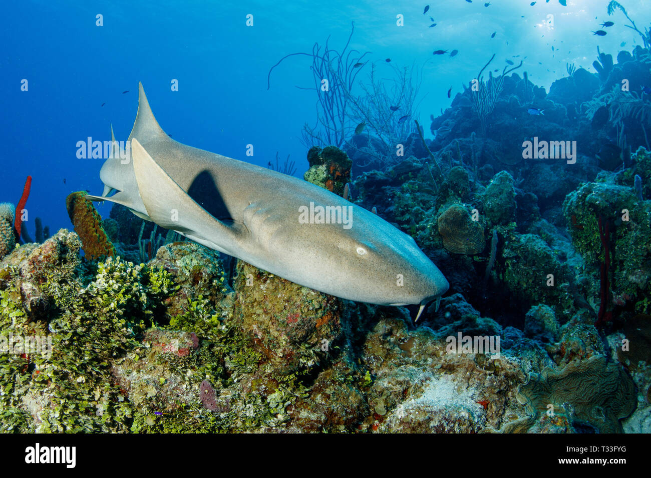 Nurse Shark, Ginglymostoma cirratum, Banco Chinchorro, Caribbean Sea ...