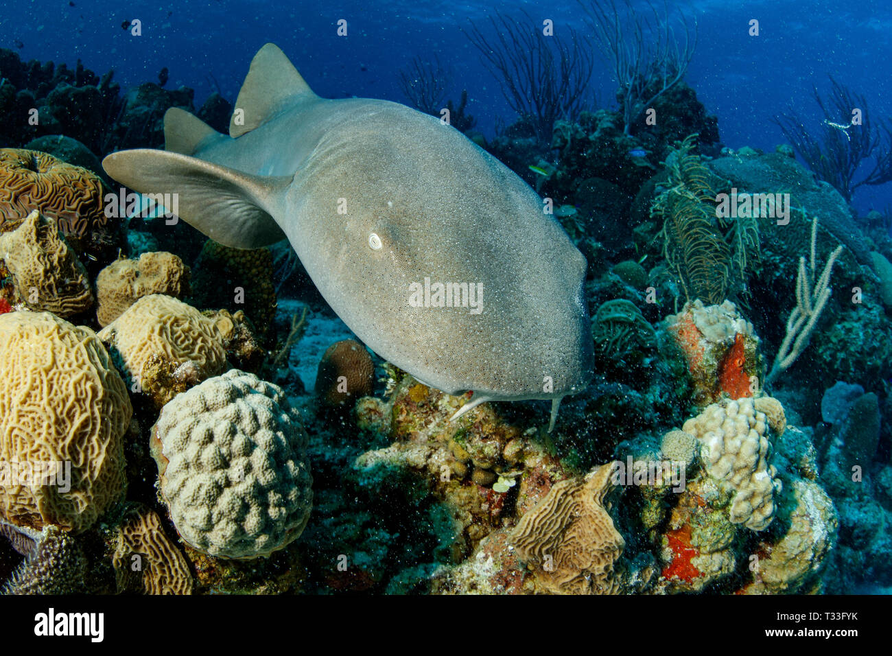 Nurse Shark, Ginglymostoma cirratum, Banco Chinchorro, Caribbean Sea ...