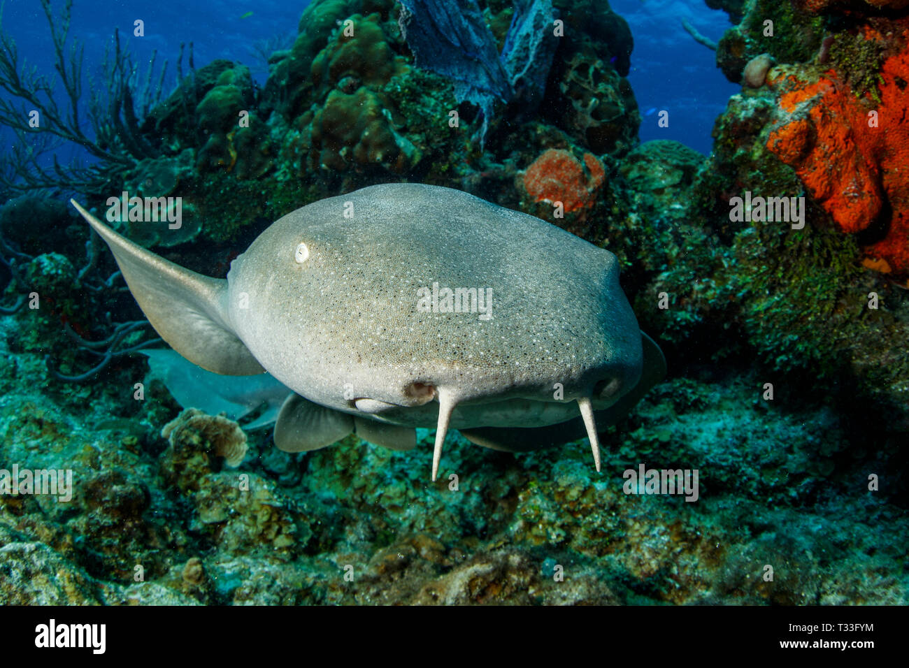 Nurse Shark, Ginglymostoma cirratum, Banco Chinchorro, Caribbean Sea ...