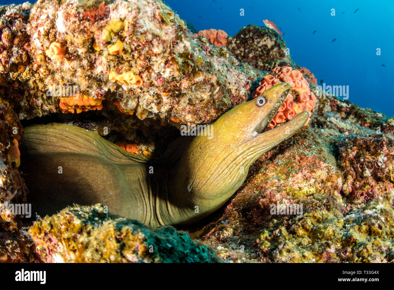 Panamic green moray eel hi-res stock photography and images - Alamy