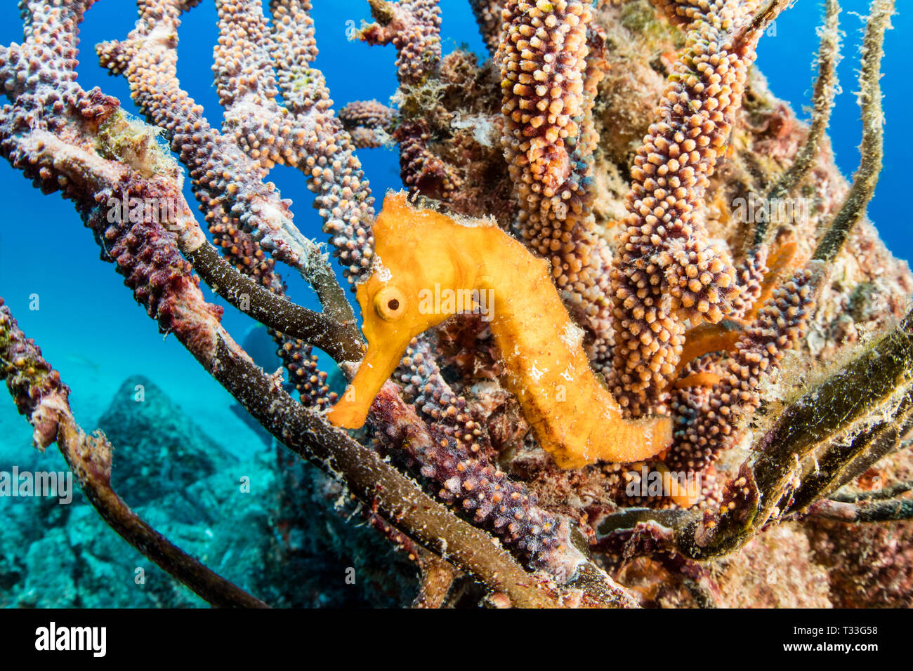 Pacific Seahorse, Hippocampus ingens, La Paz, Baja California Sur ...