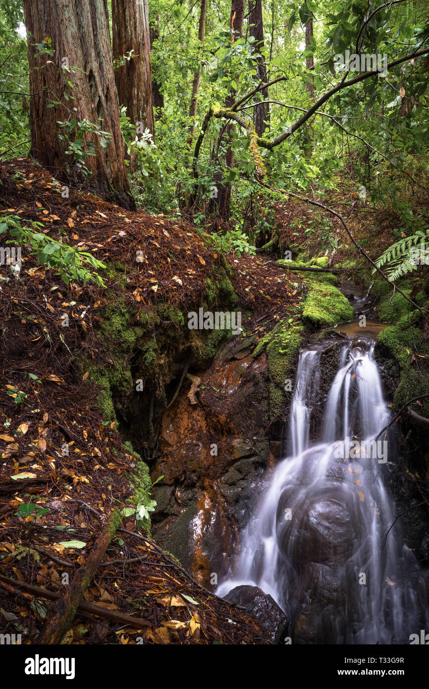 Redwoods and Spring Waterfall in Big Basin State Park, Santa Cruz ...