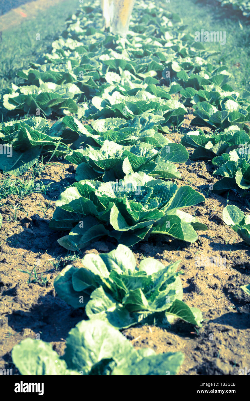 Kale in farm field,vintage style light Stock Photo - Alamy
