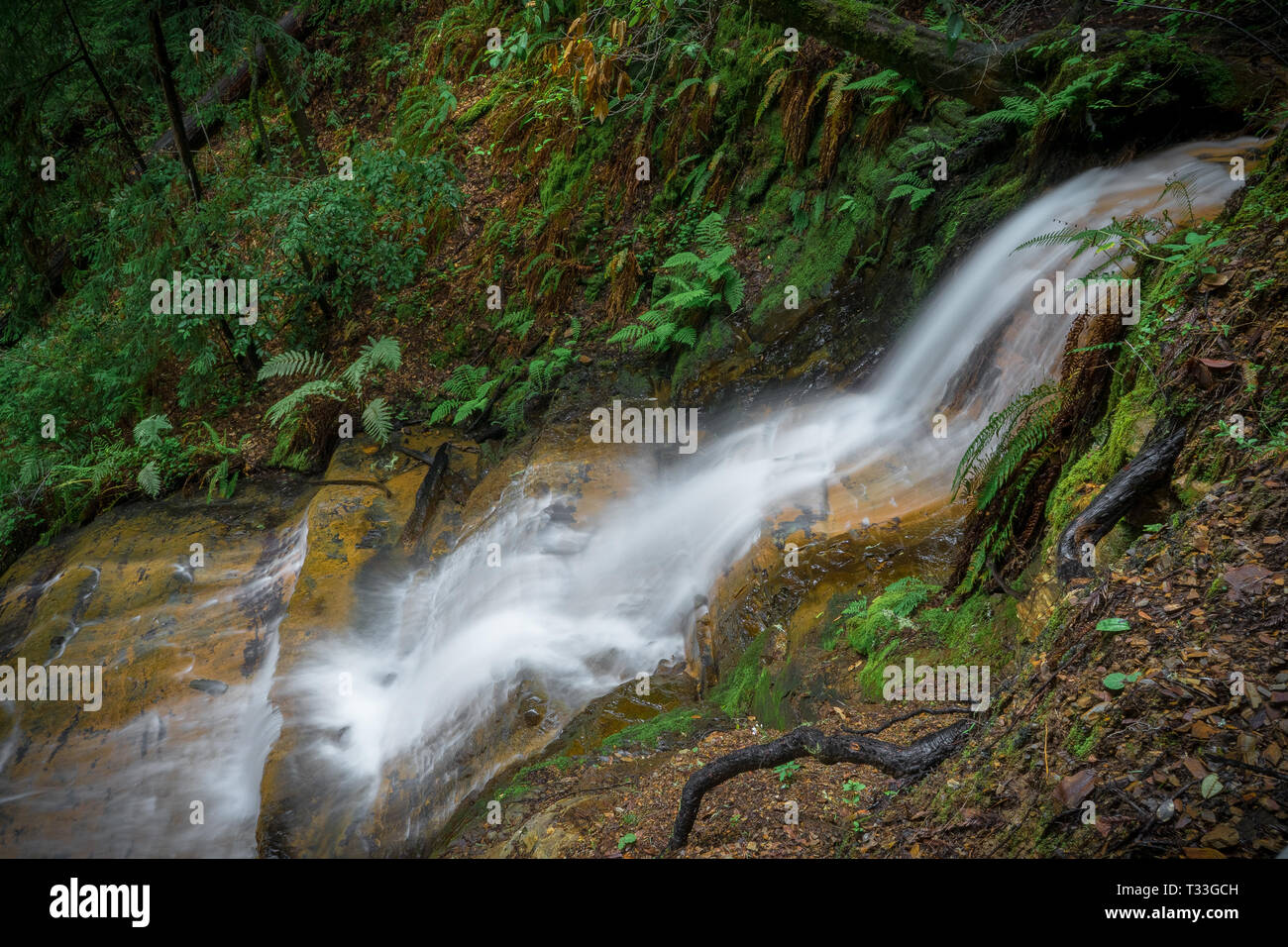 Lower Golden Cascade Falls - Big Basin State Park, Santa Cruz Mountains ...