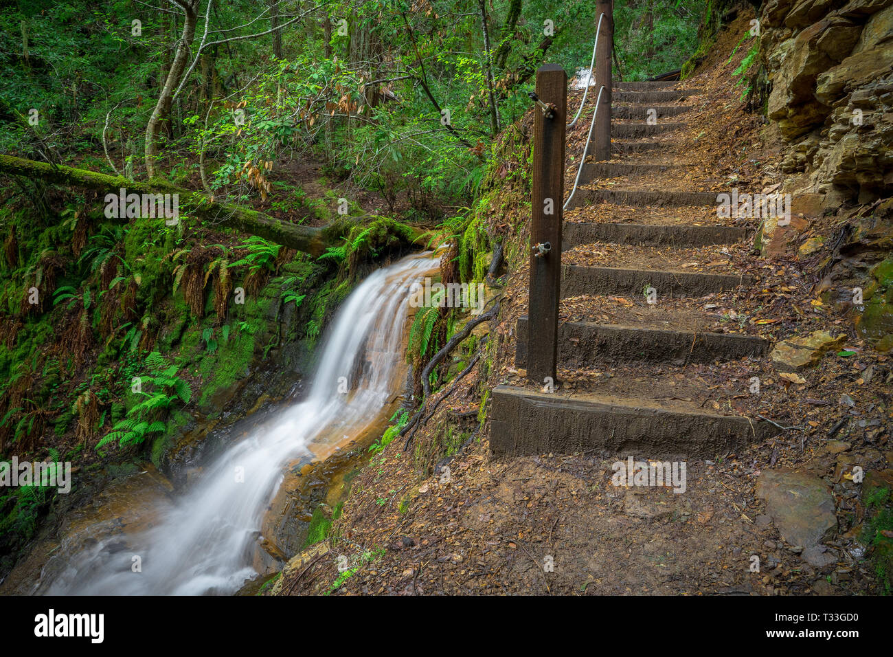 Hiking Trail Steps & Lower Golden Cascade Falls - Big Basin State Park ...